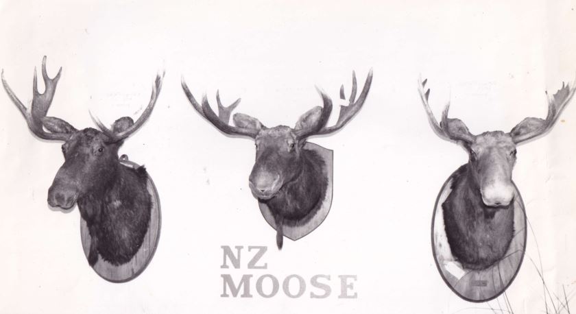 Moose Display Case | $5,000 Donation | NZ Hunting and Shooting Museum ...